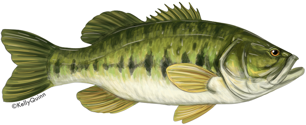 Largemouth Bass
