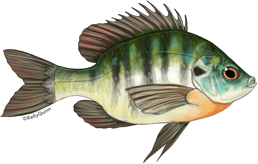 Bluegill Fish