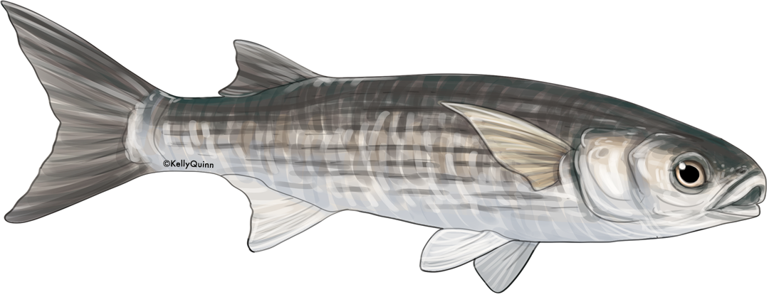 Striped Mullet