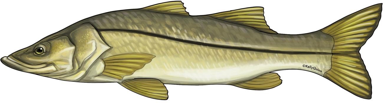 Common snook