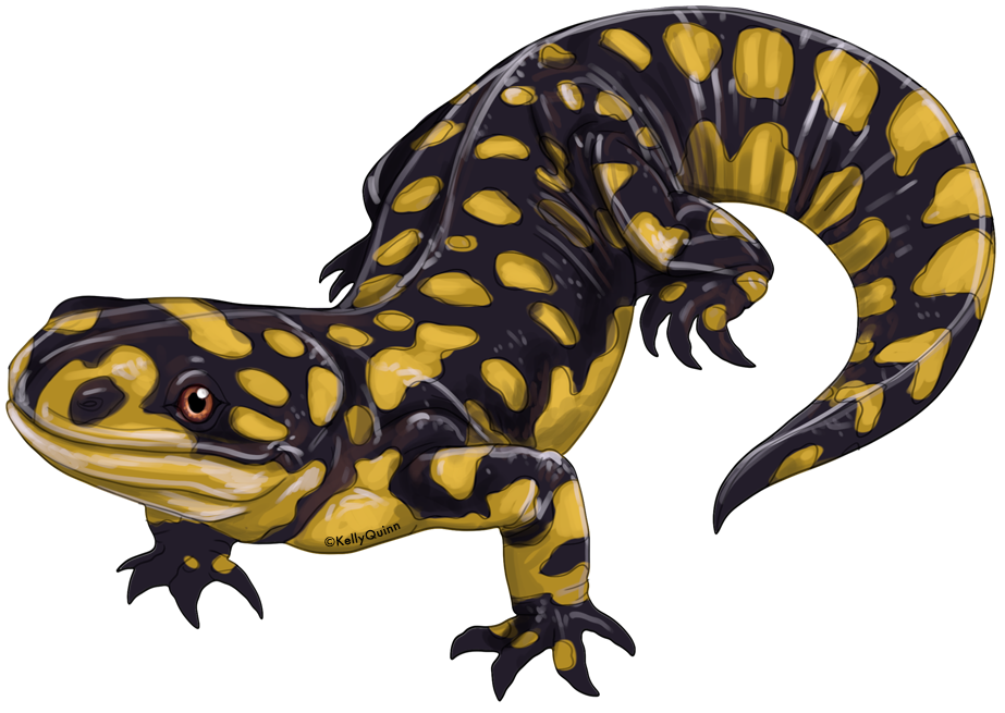 Tiger salamander