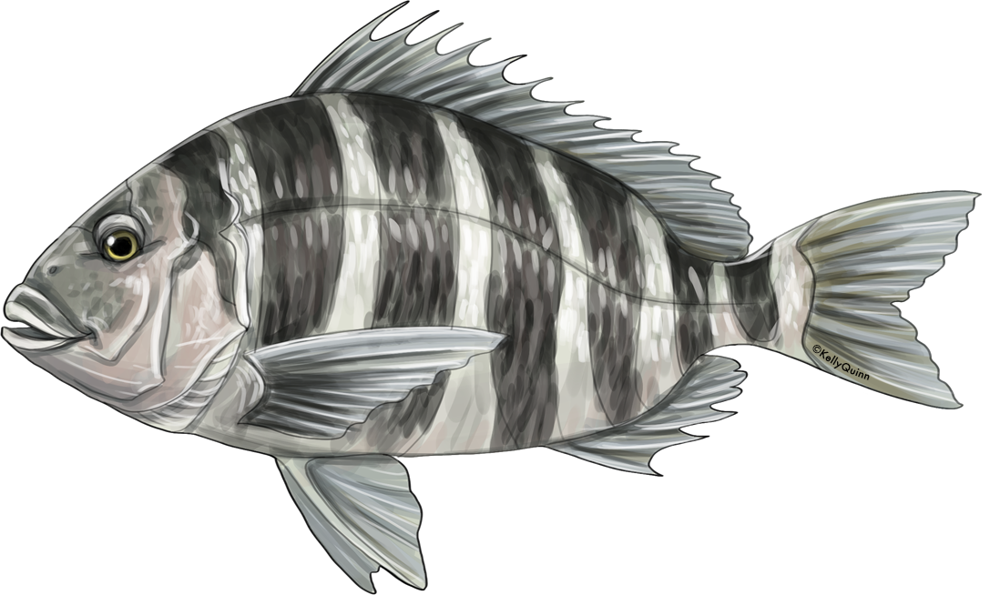 Sheepshead