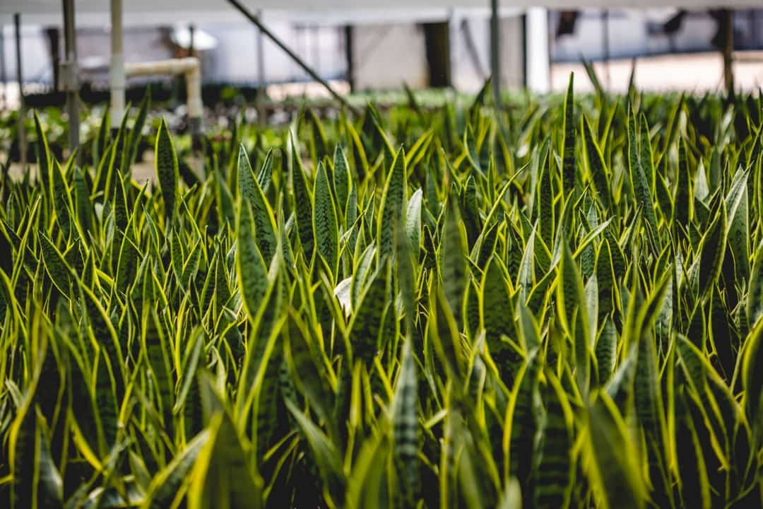 National Plant Network - Beautiful Plants Delivered