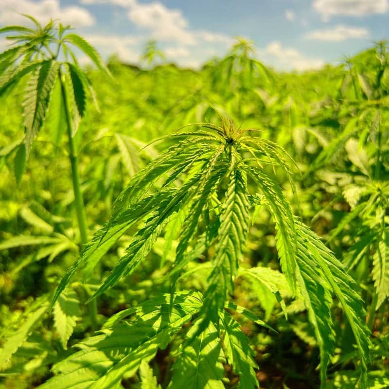 Blue Hemp – Neela by Sapphire Fibres