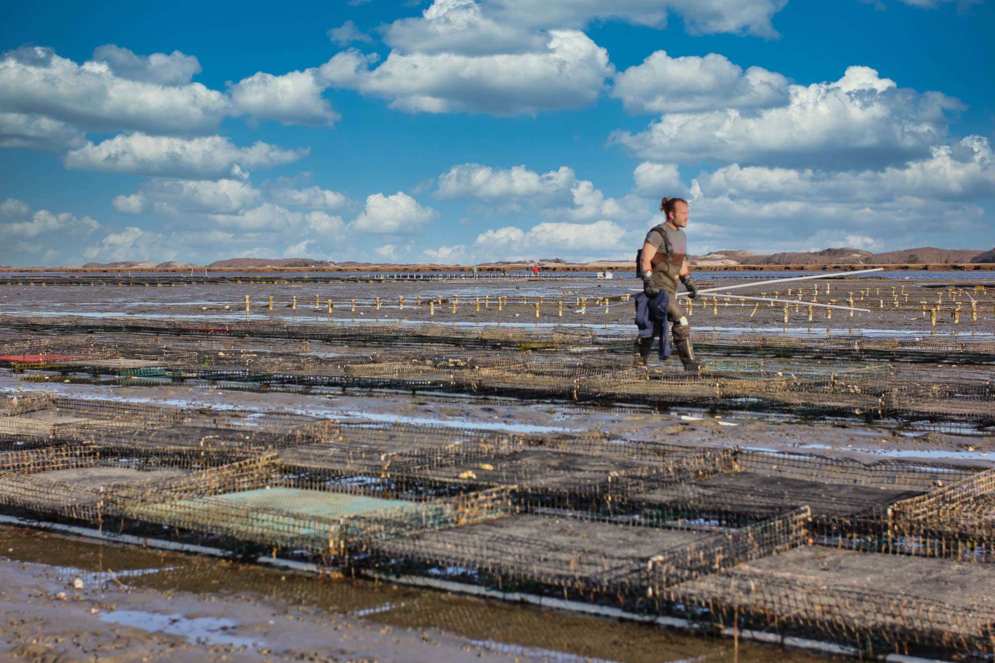 Barnstable | Cape Cod Oyster Company