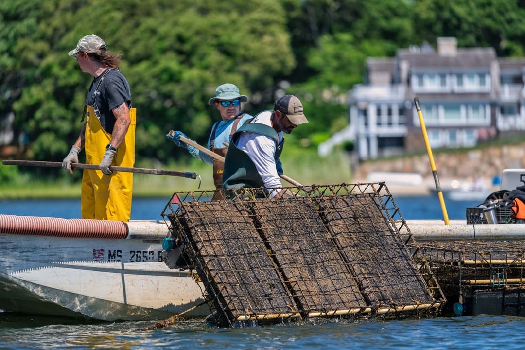 Cape Cod Oyster Company