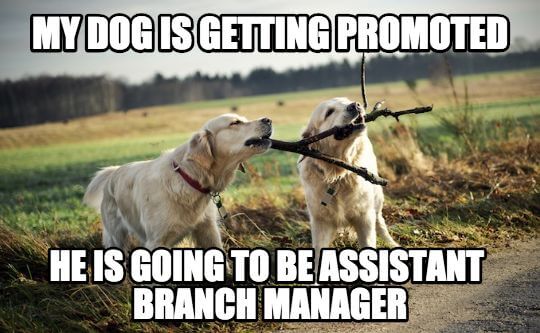 Bring Your Dog to Work day! | Perth Underground