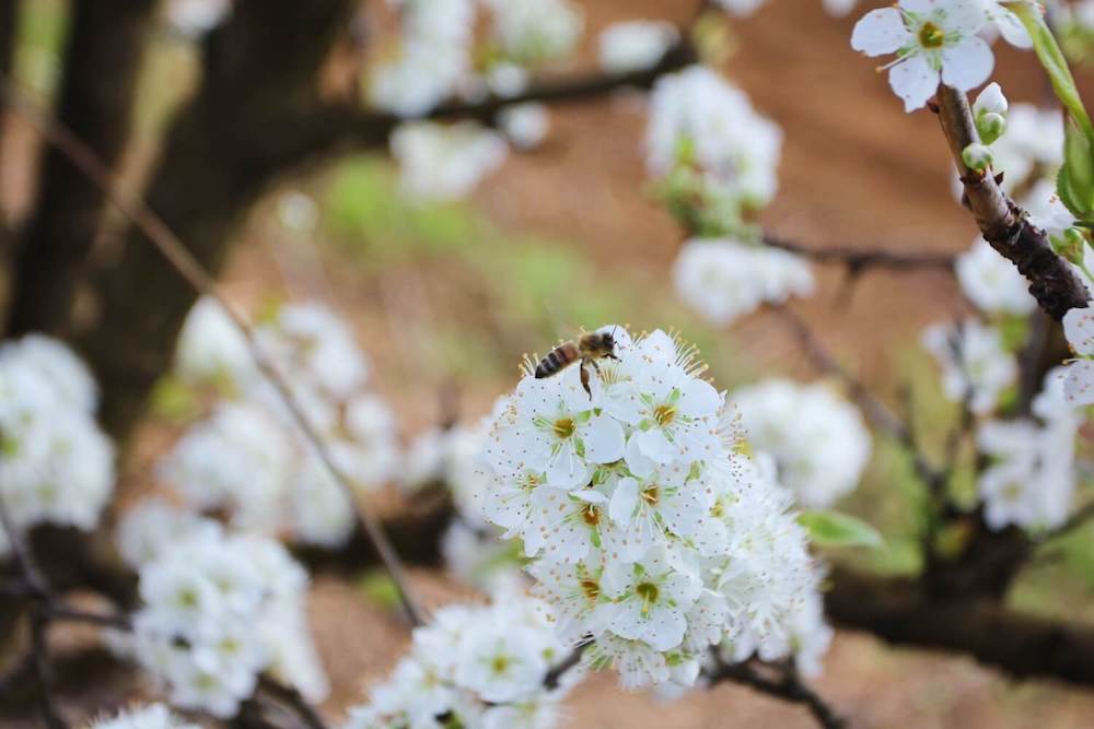 7 Insta-worthy places to visit in Perth this spring | Perth Underground