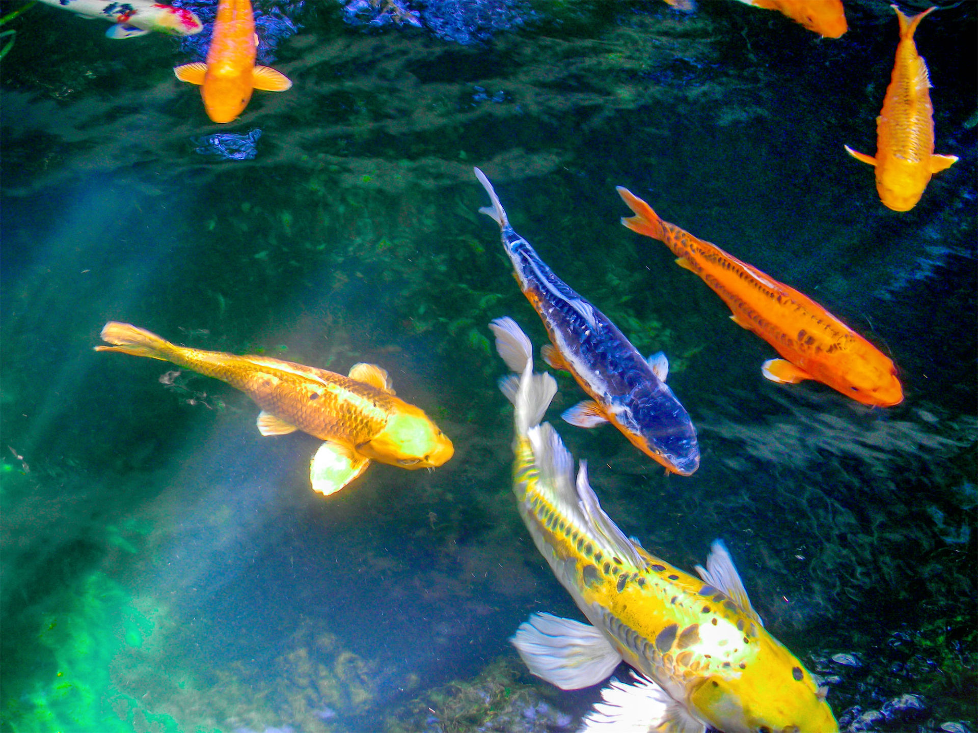 Aquatic Habitats — Services