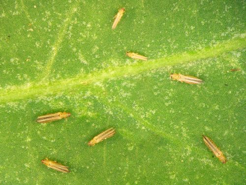 Thrips & Cannabis in 2022: Symptoms, Diagnosis, Solutions | NorCal ...