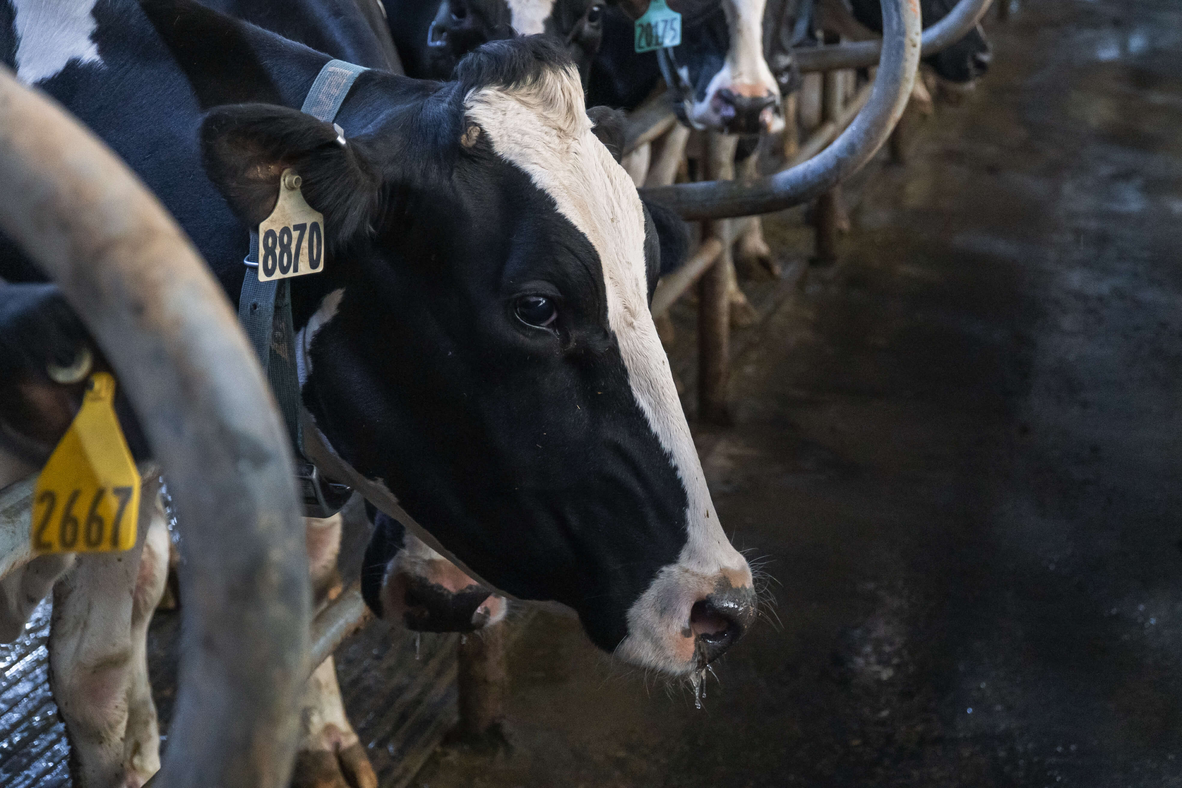 7 Tips for Healthier Calves | The Dairy Authority