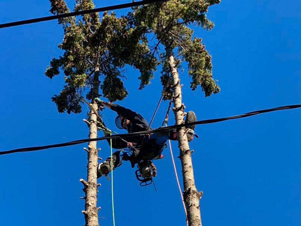 Expert Tree Removal in Winnipeg, MB | Tree Ninjas