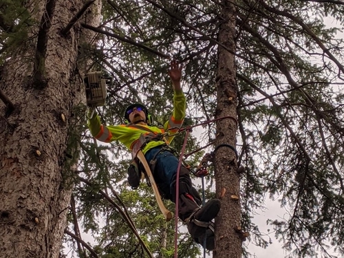 Expert Tree Removal in Winnipeg, MB | Tree Ninjas