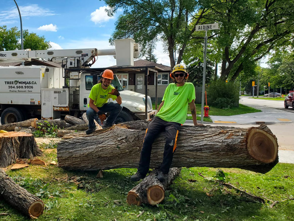 Expert Tree Removal in Winnipeg, MB | Tree Ninjas