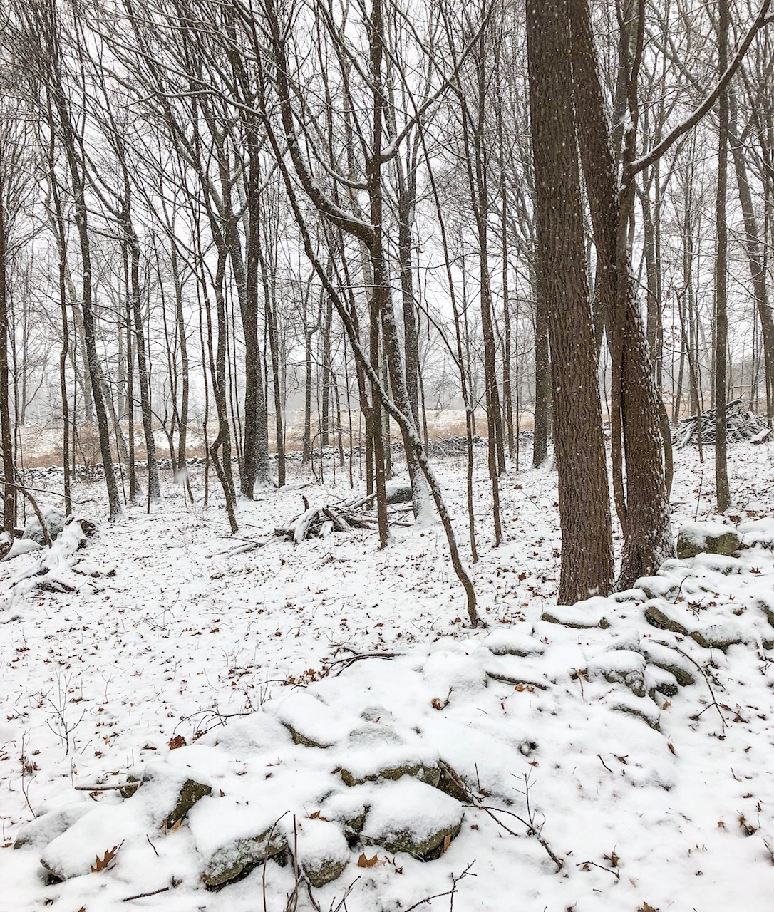 Winter Solstice - Reflection and Intention - Blissful Living Blog by ...