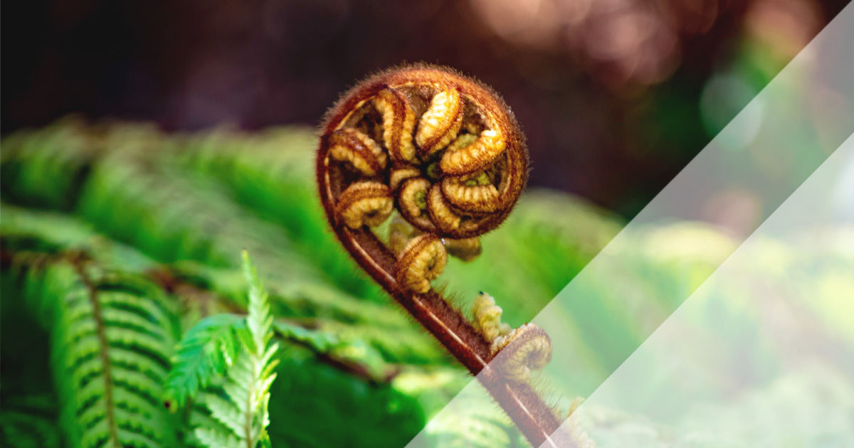 Māori Perspectives on Immigration | VisaMax NZ