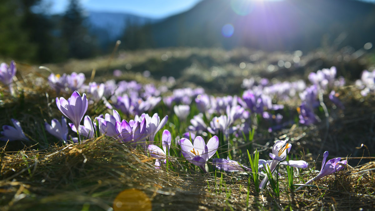Imagine February | Online Prayer | Jesuits In Britain