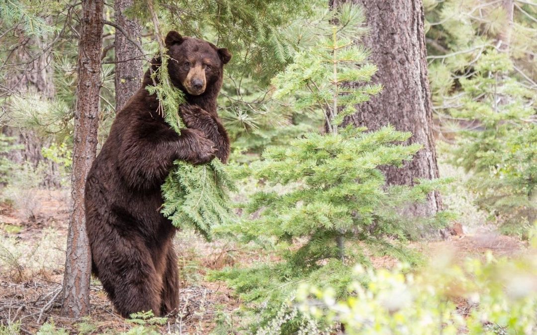 Visit Truckee-Tahoe California, Official Tourism Office