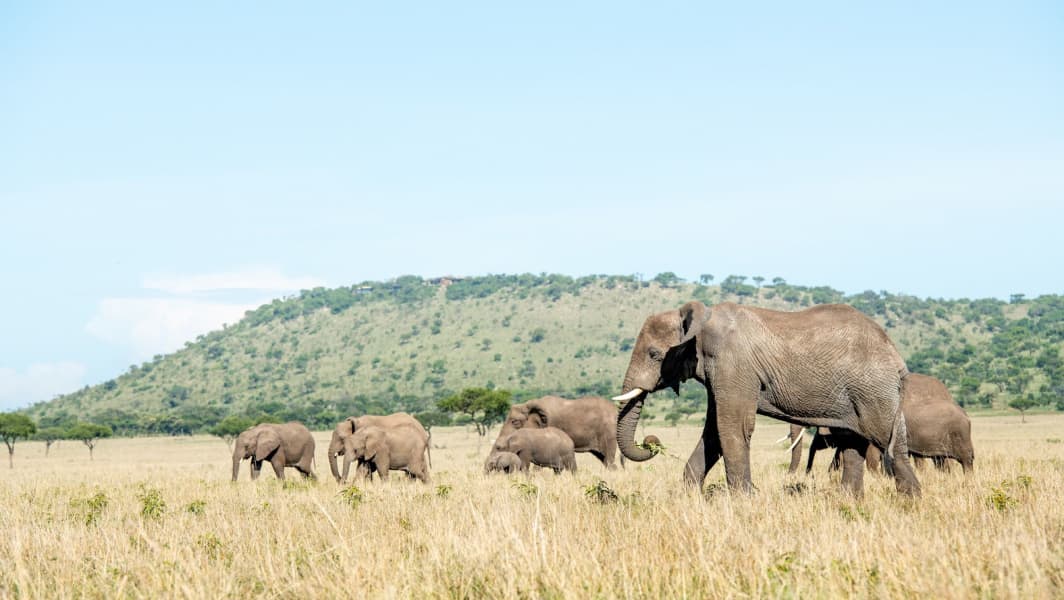 Nelson Travel | Safari, Ski & Sail Holidays