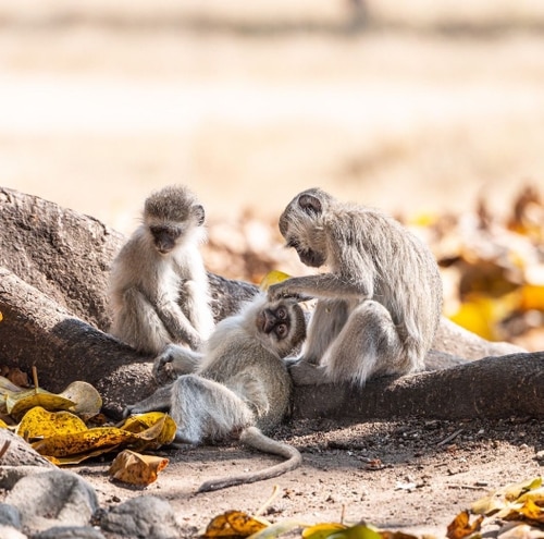 Nelson Travel | Timeless Holiday Experiences