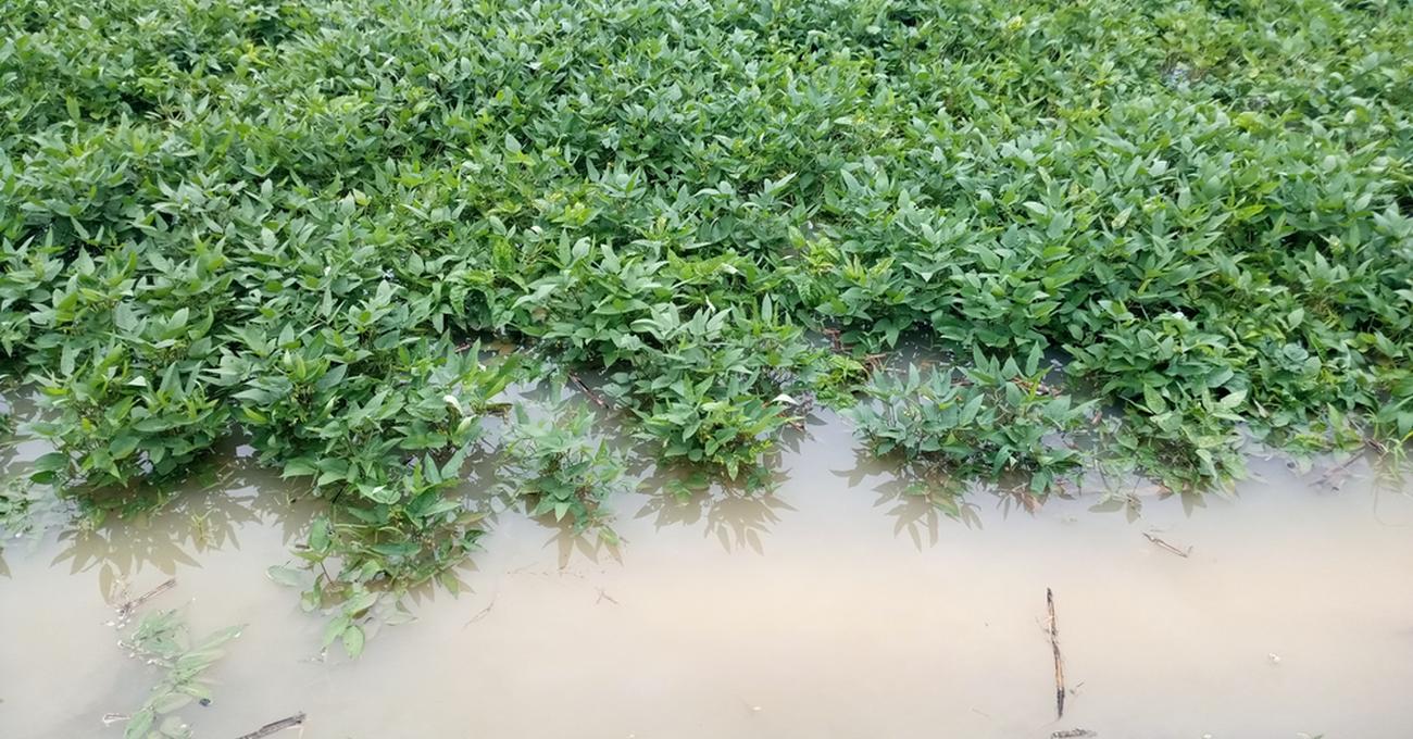 What Is Waterlogging? | Build a Stash