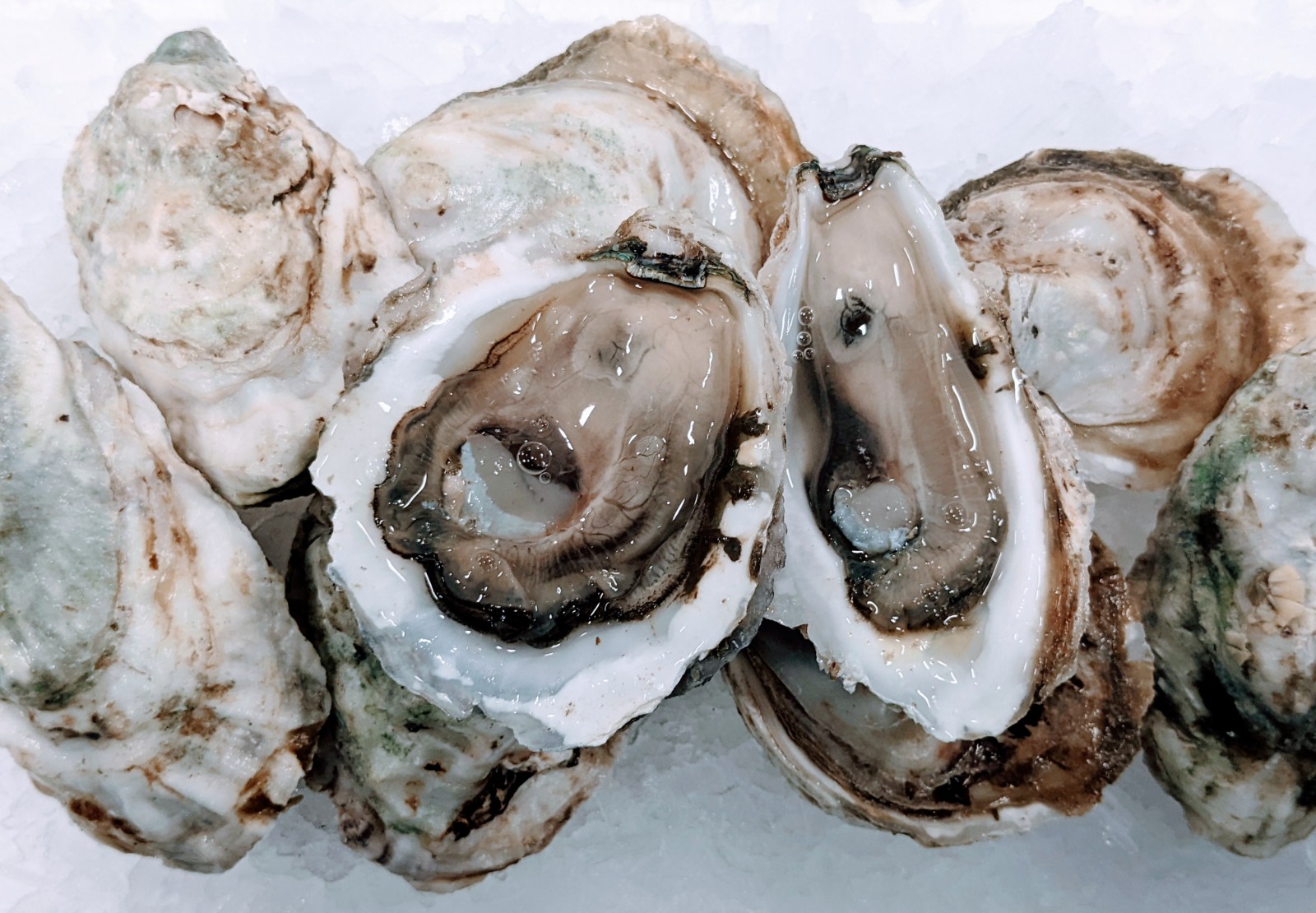 Oysters In Stock