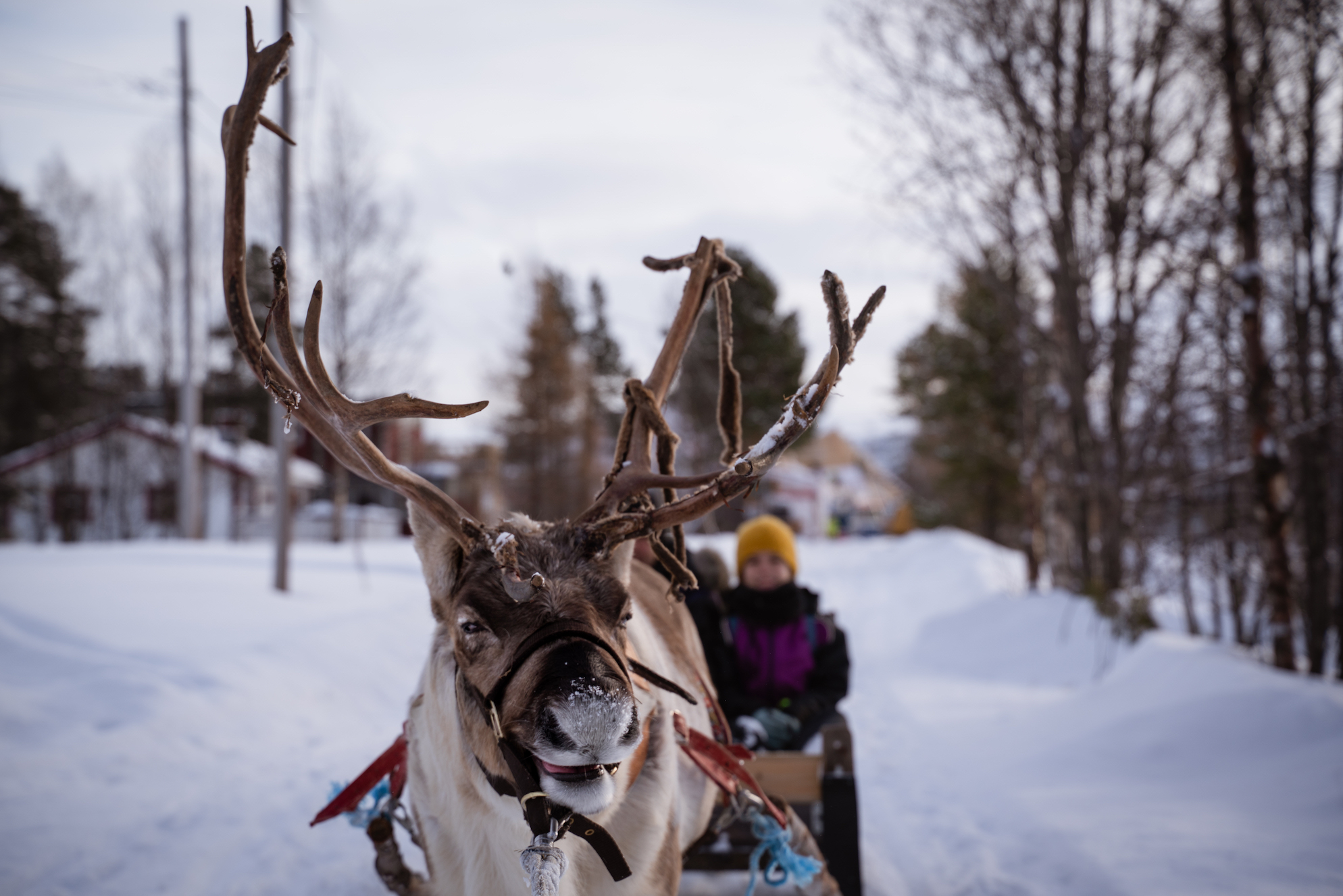 Sorrisniva - Sami Culture Experience with Reindeer Sledding