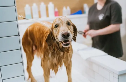 Grooming | Happy Tails Groom & Board