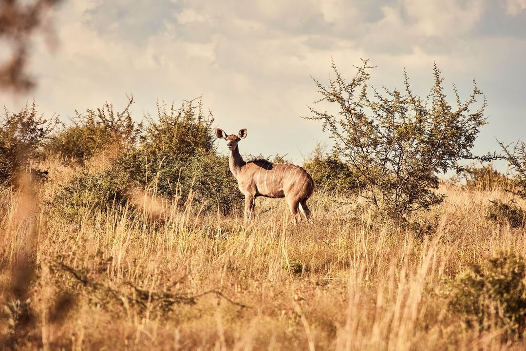 AMES Foundation | nature is perfect