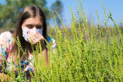 How Do I Know If I Have A Ragweed Allergy? Everything You Need To Know ...