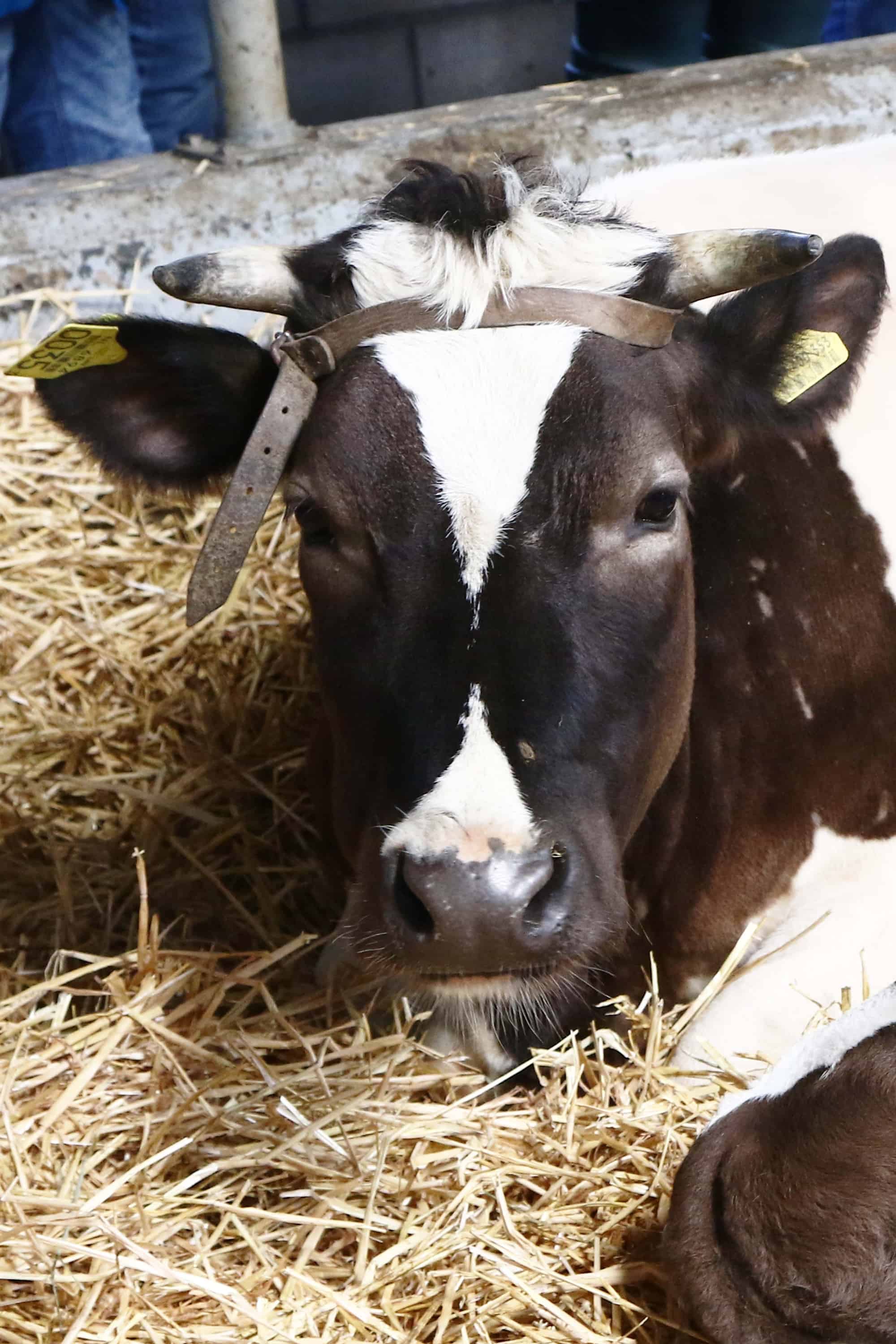 Adopteer een koe bij het Rundveemuseum