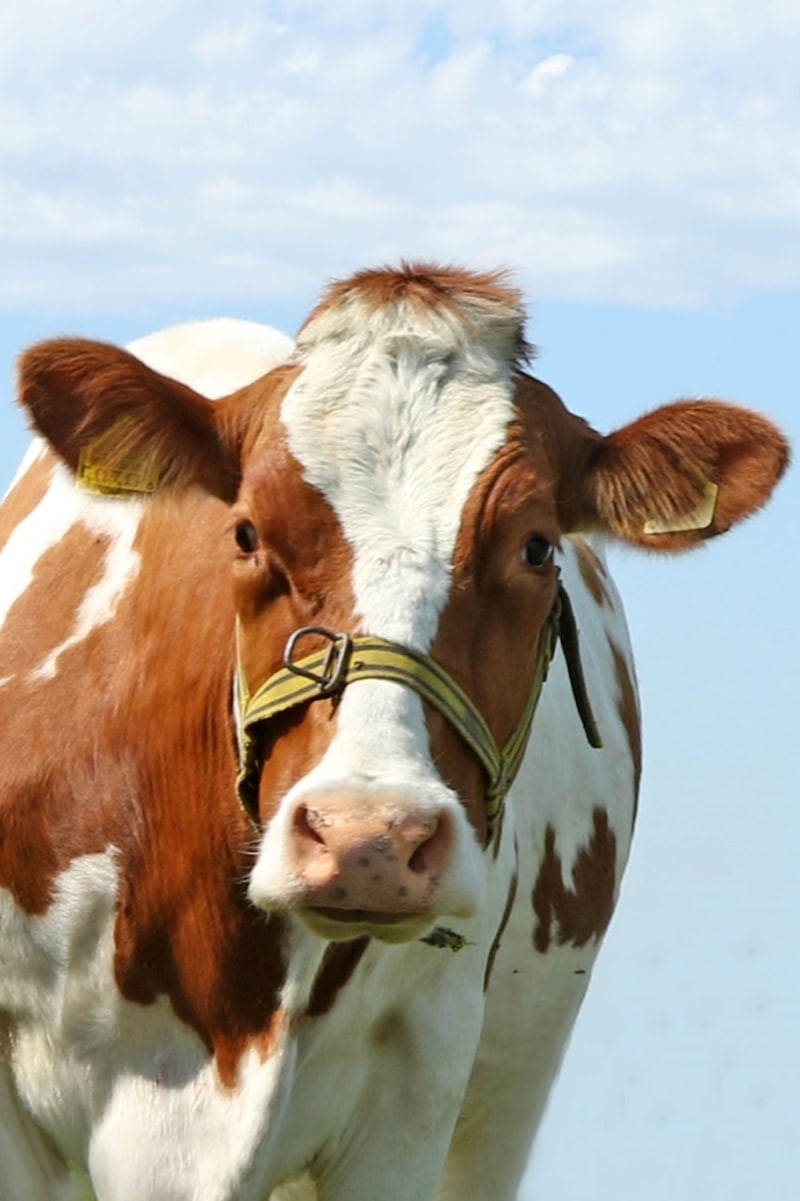 Adopteer een koe bij het Rundveemuseum