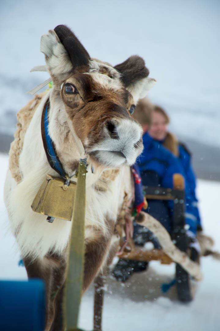 Thrilling reindeer sledding | Sørheim Brygge