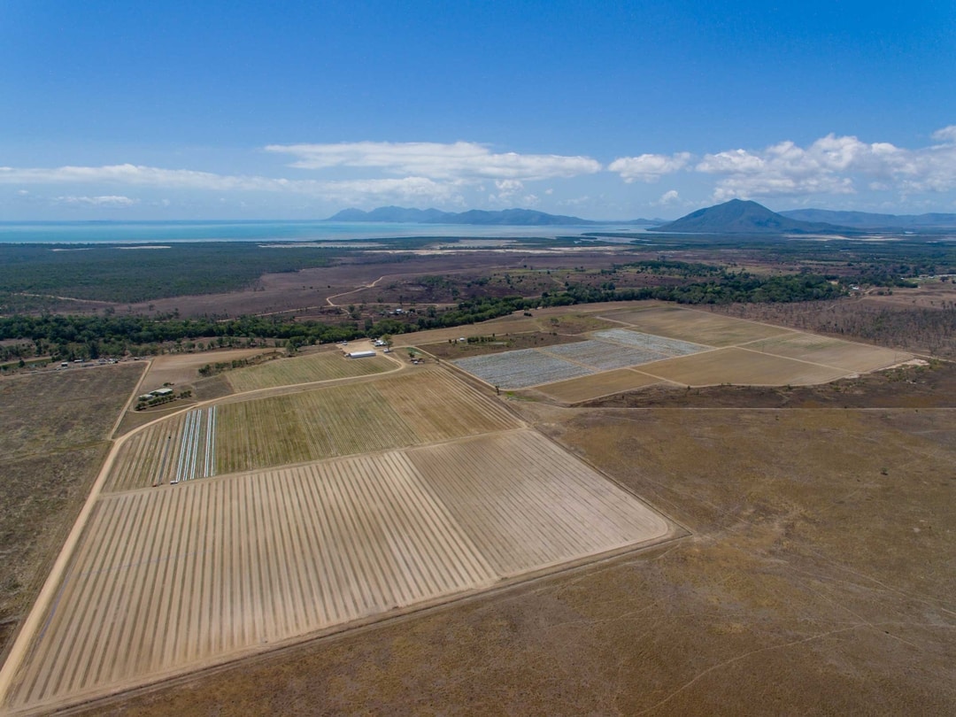 Agave Farm Australia | Australian Agave Project