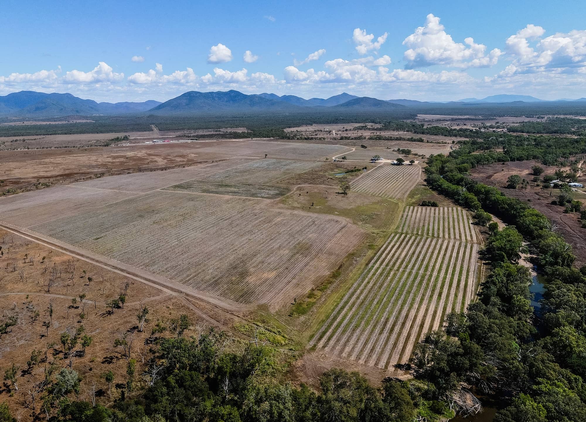 Agave Farm Australia | Australian Agave Project
