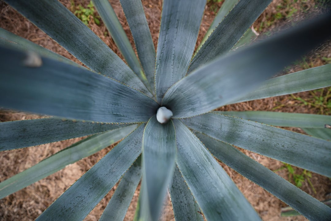 Beginners guide to agave | Australian Agave Project