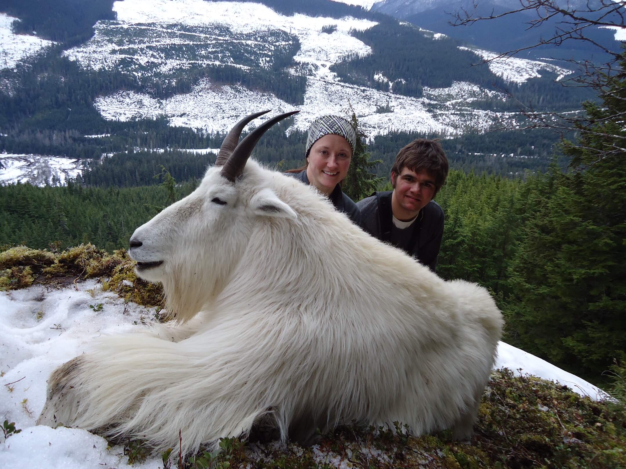 Guided Trophy Class Goat Hunts | BC, Canada