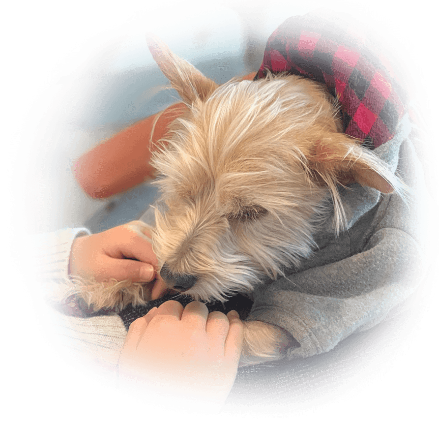 Pediatric Dentist Lafayette, CA - Lamorinda Tooth Buds