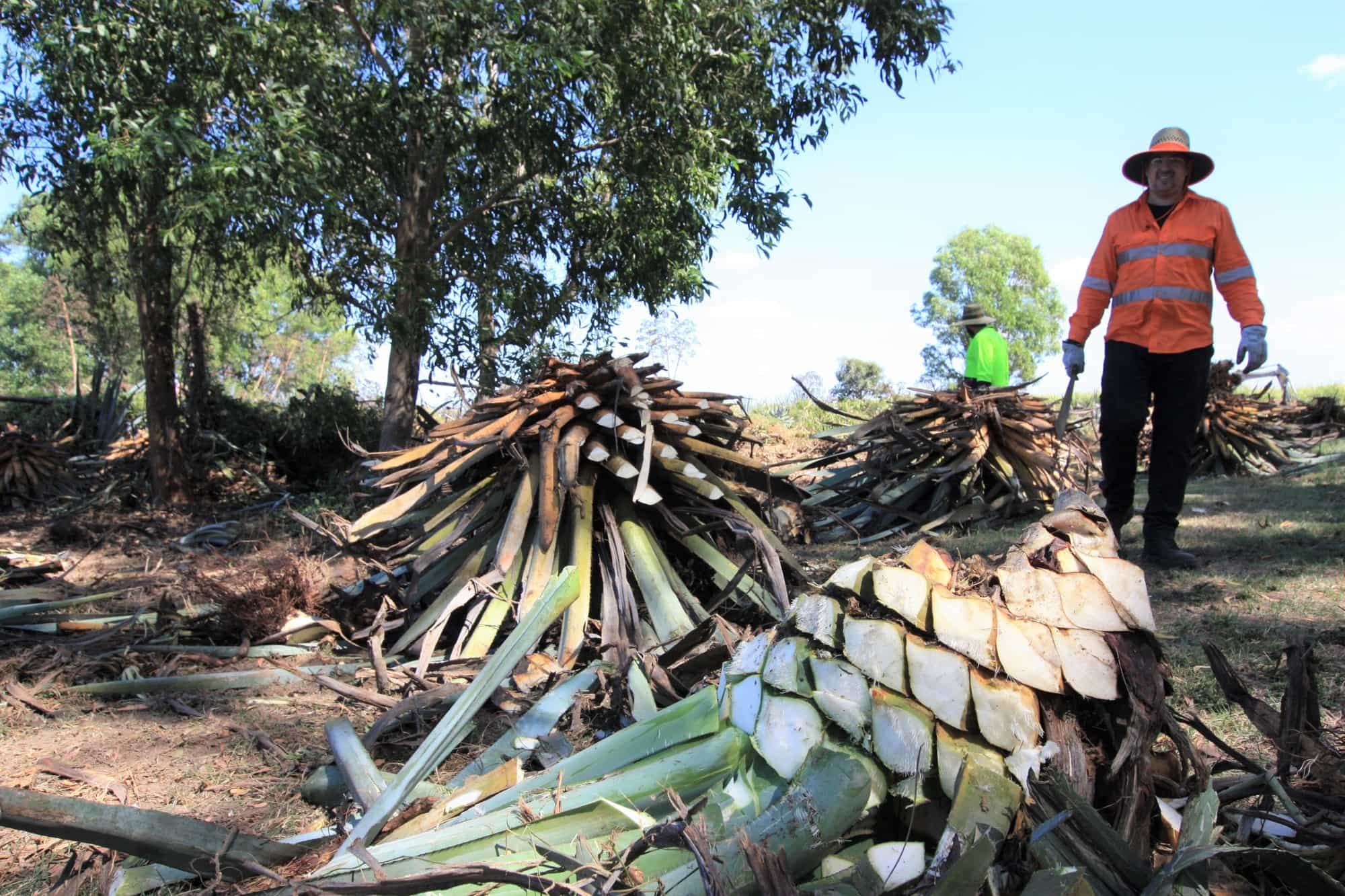 Agave Farm Australia | Australian Agave Project