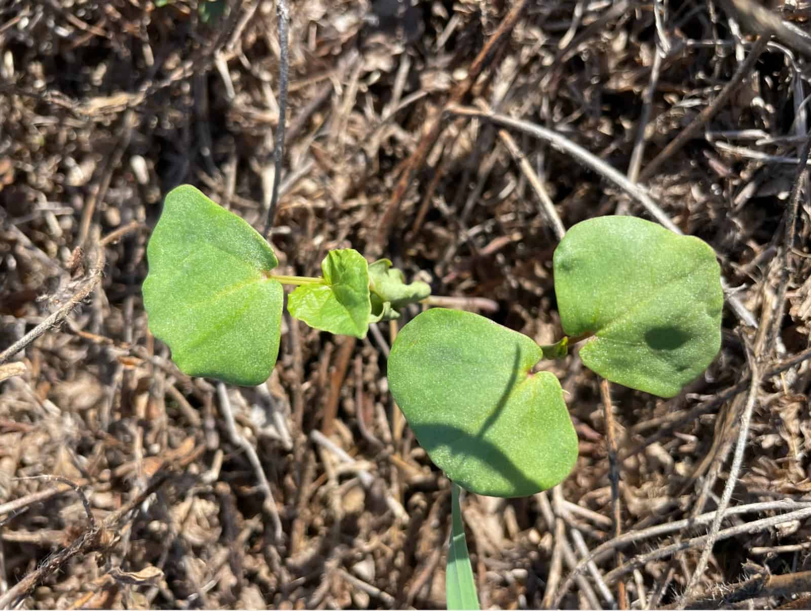 Australian Agave Spirit | Australian Agave Project