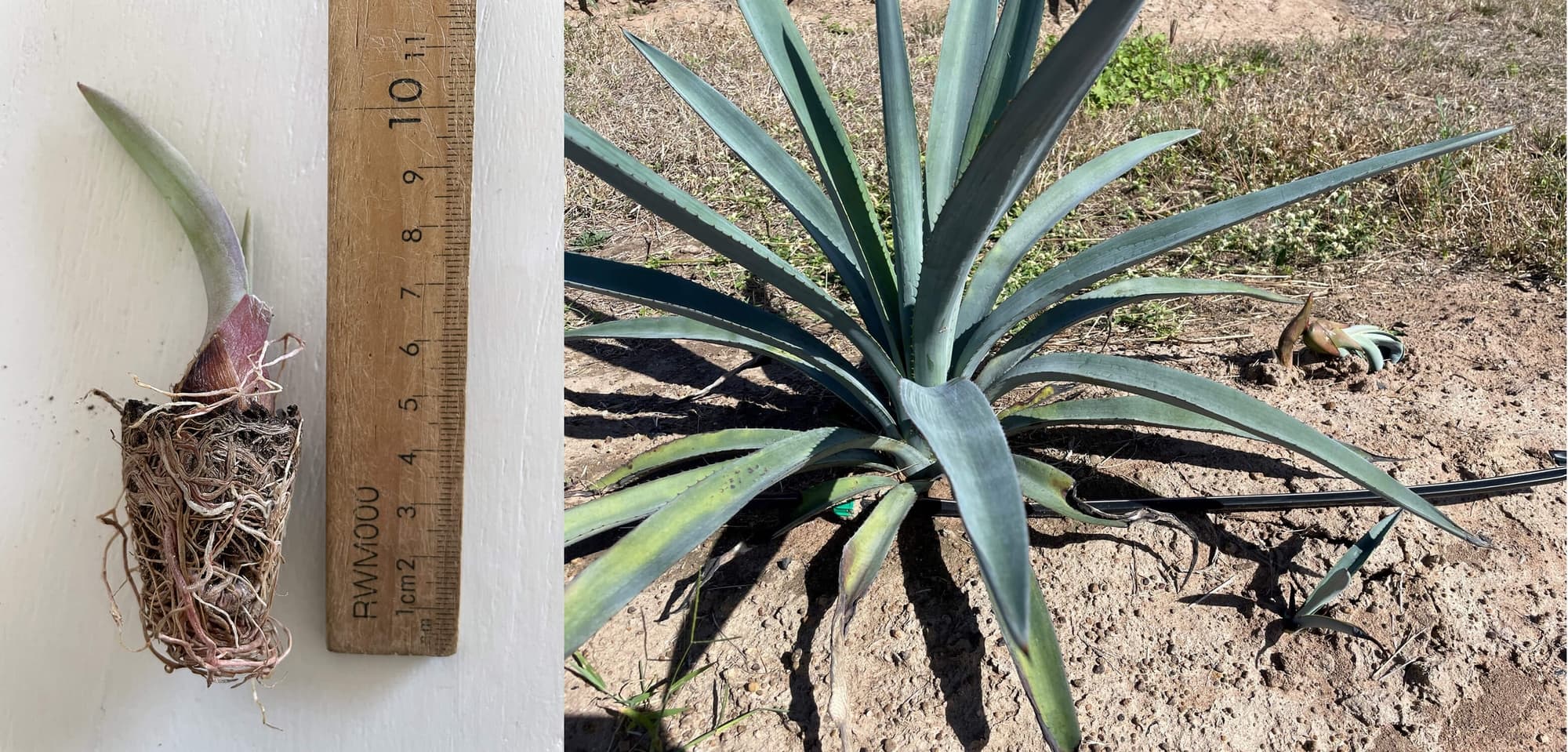 Agave Australia | Australian Agave Project by Top Shelf International