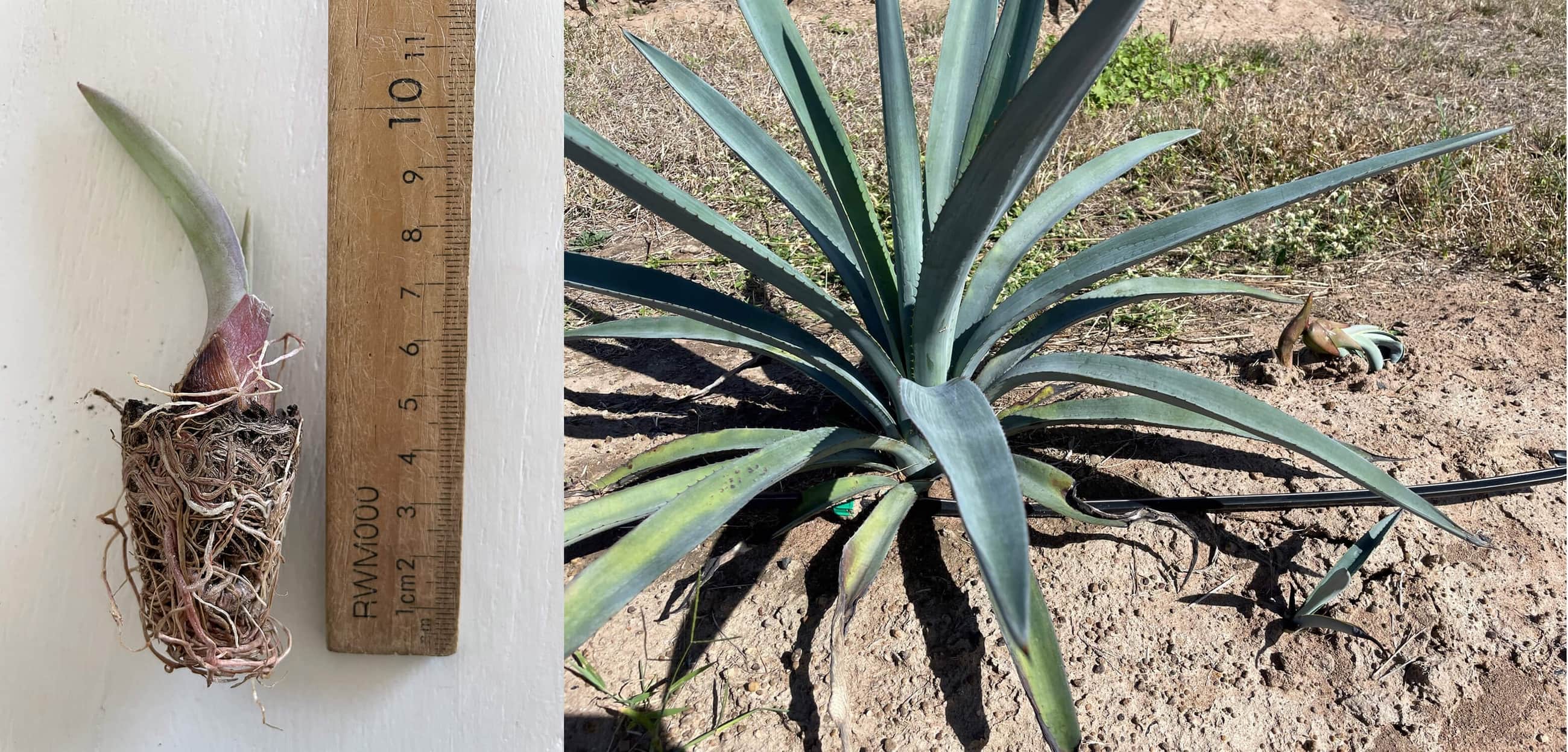 Agave Australia | Australian Agave Project by Top Shelf International