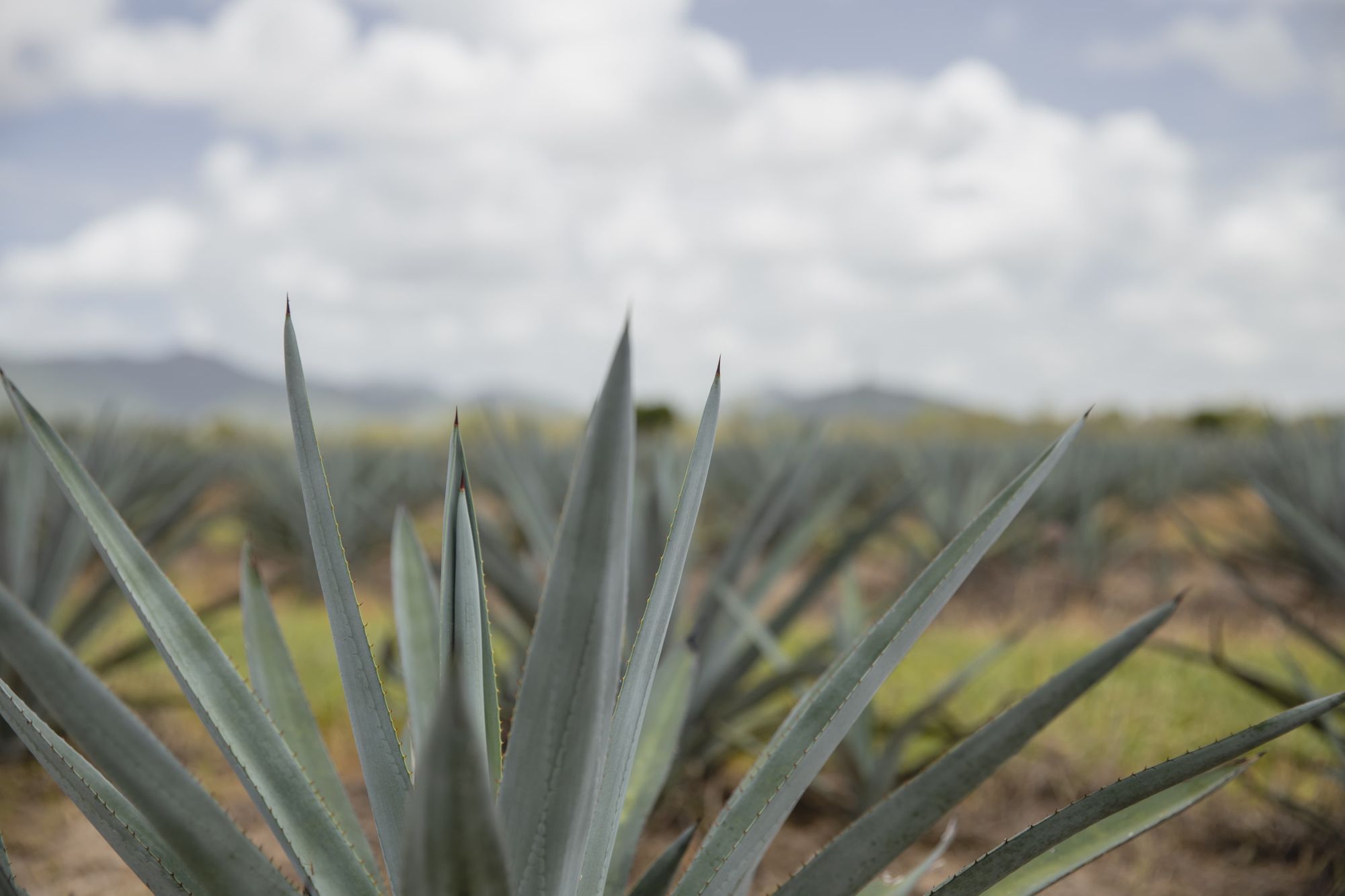 Location of Our Farm | Australian Agave Project