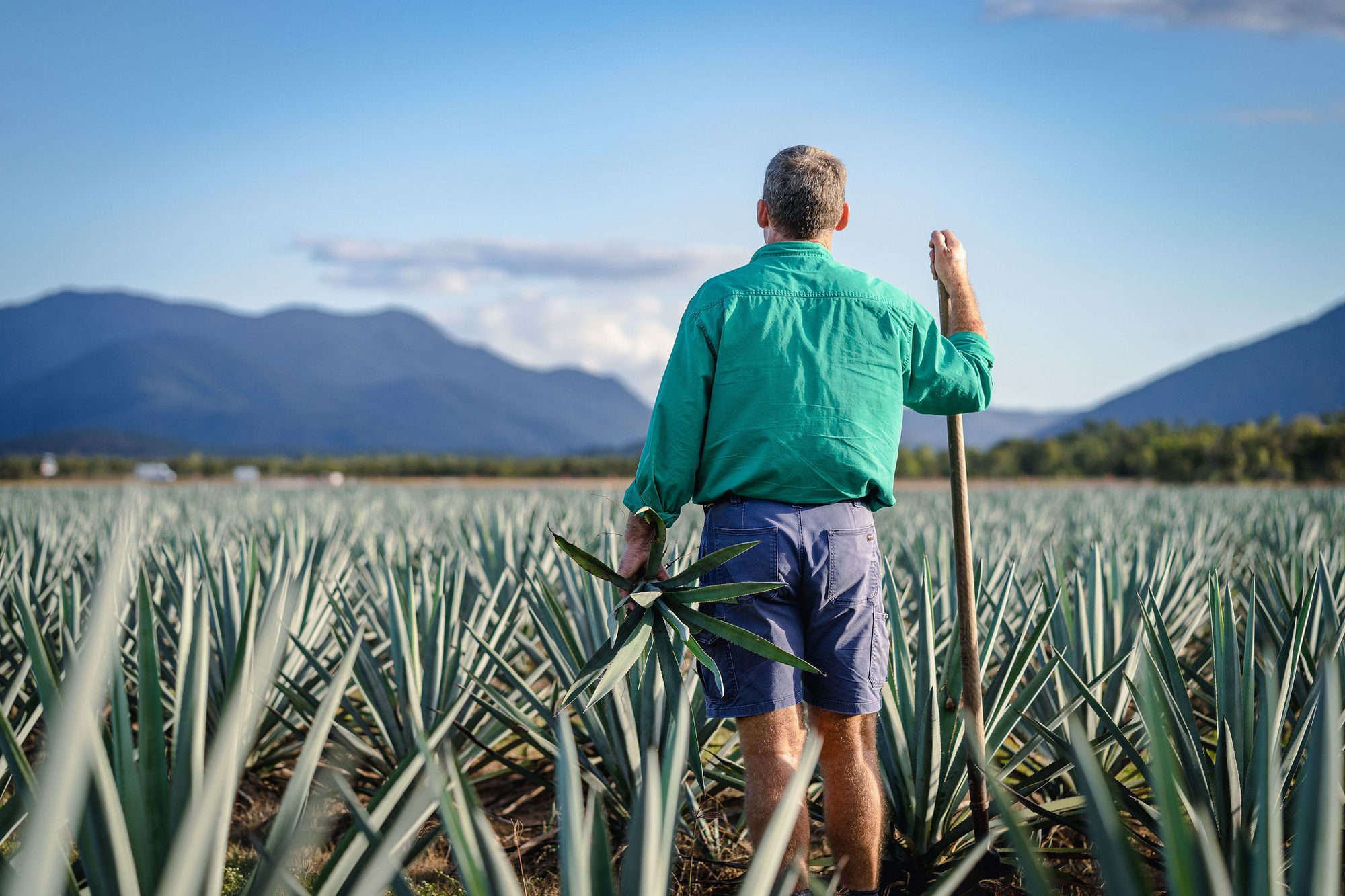 Agave Brand Reveal | Australian Agave Project