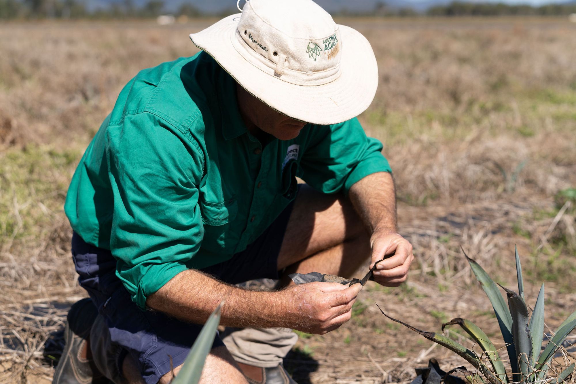 Highlights | Australian Agave Project