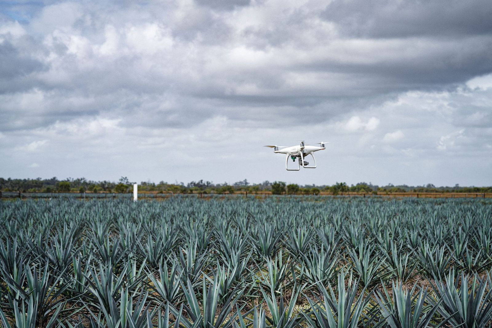 Agave Health Drone Monitoring | Australian Agave Project