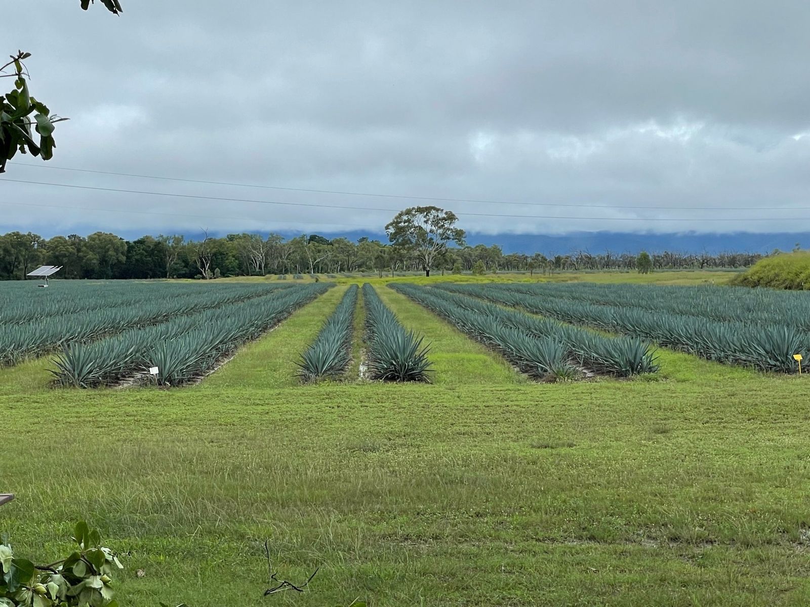 Agave Australia | Australian Agave Project by Top Shelf International