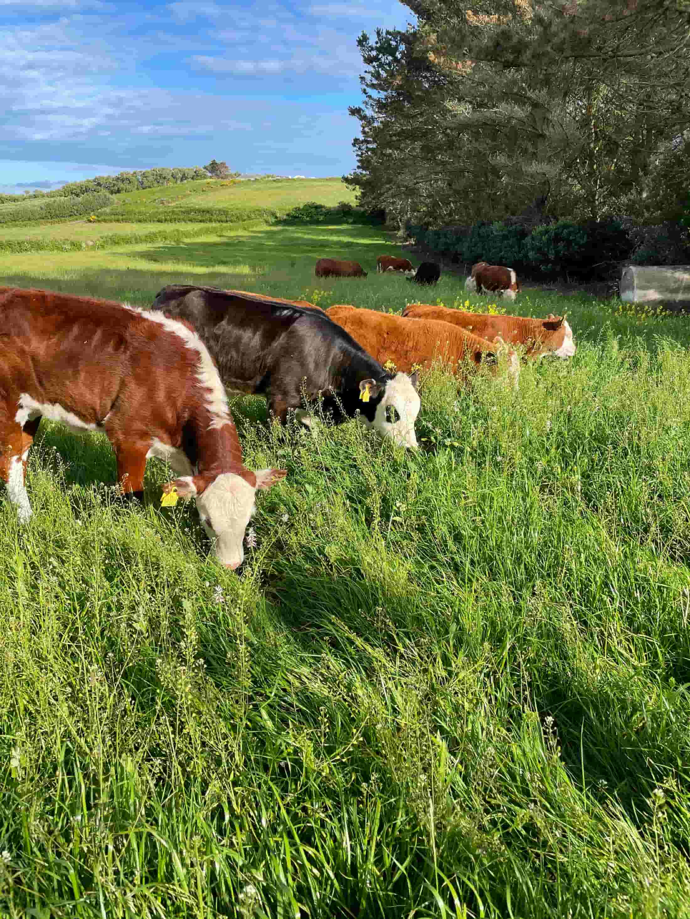 About Parting Carn, Isles of Scilly Cornwall