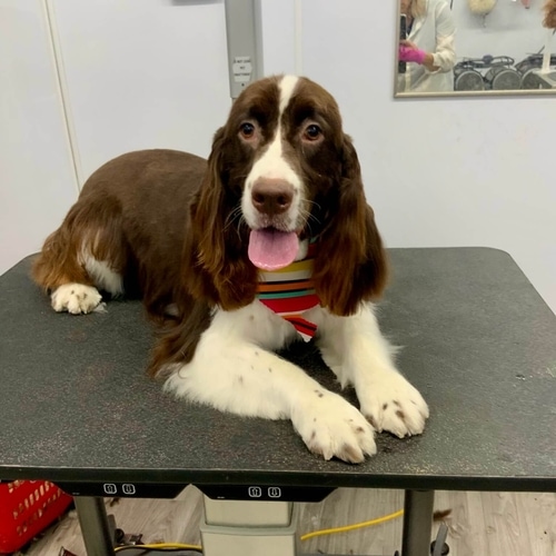 Grooming at Pampered Paws