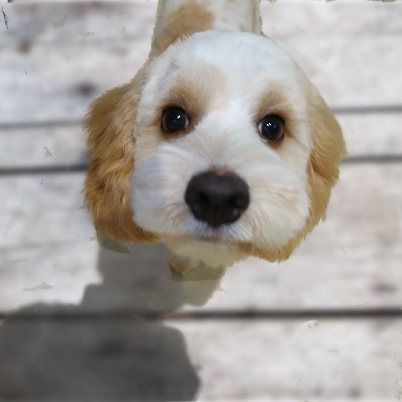 Grooming at Pampered Paws